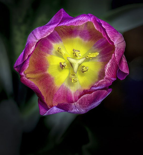 Zoom Focus Stacking Workshop - Events - Memphis Camera Club