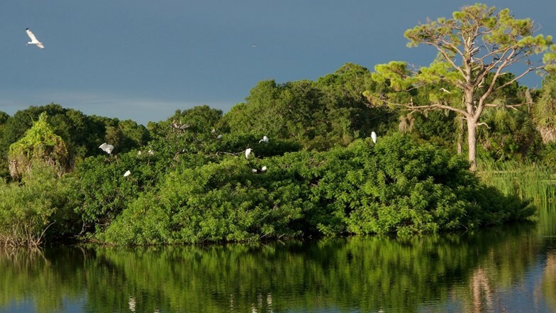 Real Florida - Venice Audubon Rookery Park - Events - Venice Newcomers ...
